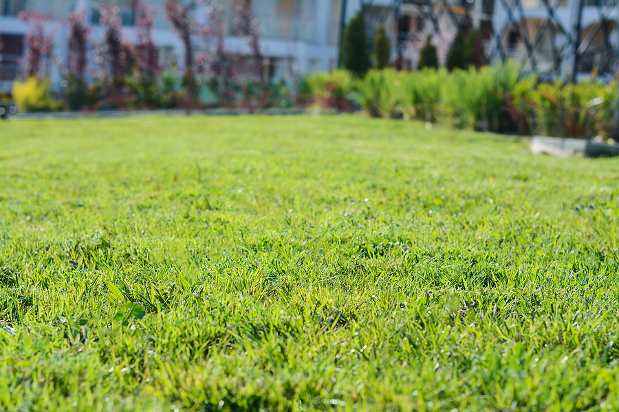 The Advantages of Sod Lawns - Southern Dirt